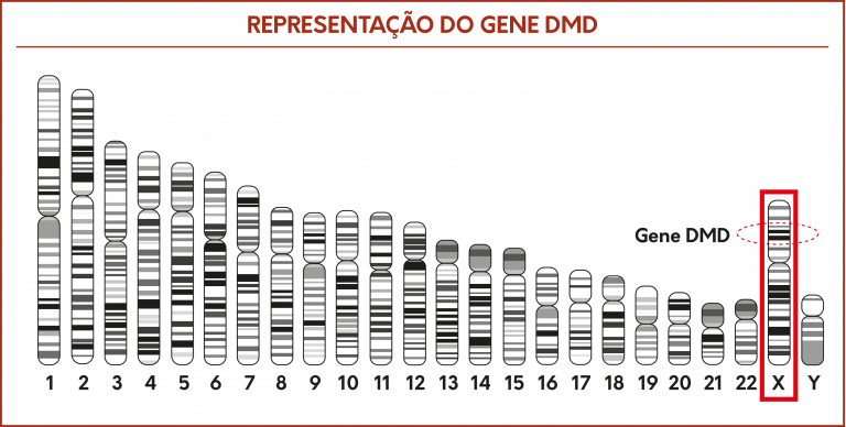 A genética na DMD – Movimento Duchenne